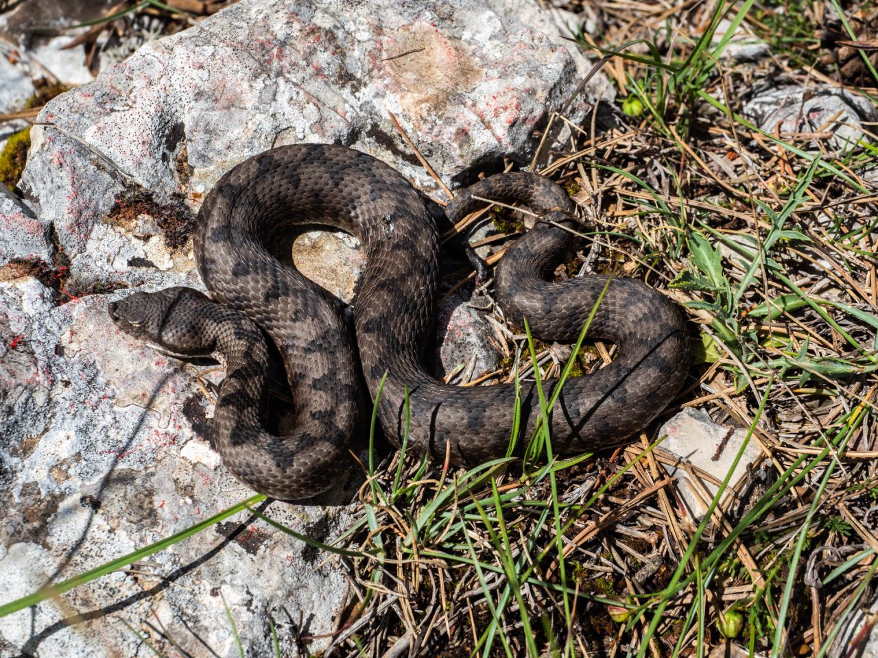 Vipera latastei - Biogenoma