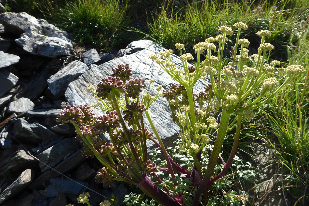 Xatardia scabra - Biogenoma